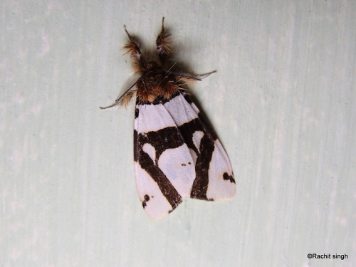 Numenes patrana · iNaturalist