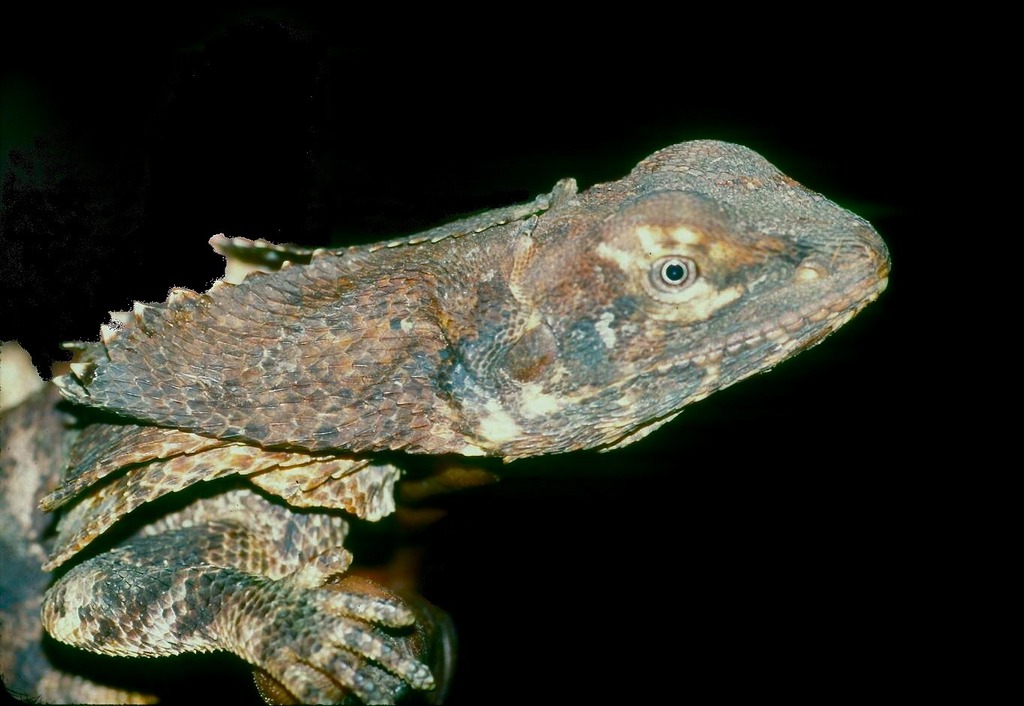 Frilled Lizard from Giringerande, Western Province, Papua New Guinea on ...