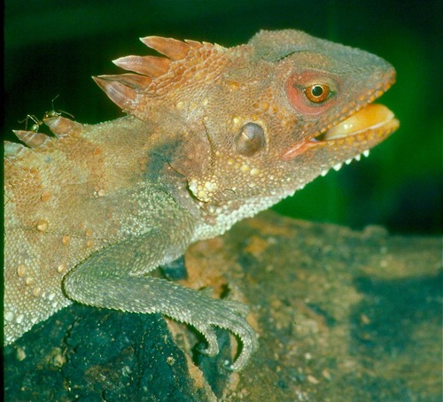 Hypsilurus dilophus · iNaturalist Mexico