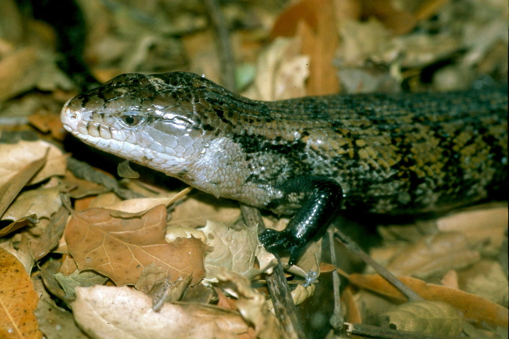Merauke Blue-tongued Skink from Bensbach River, Western Province, Papua ...