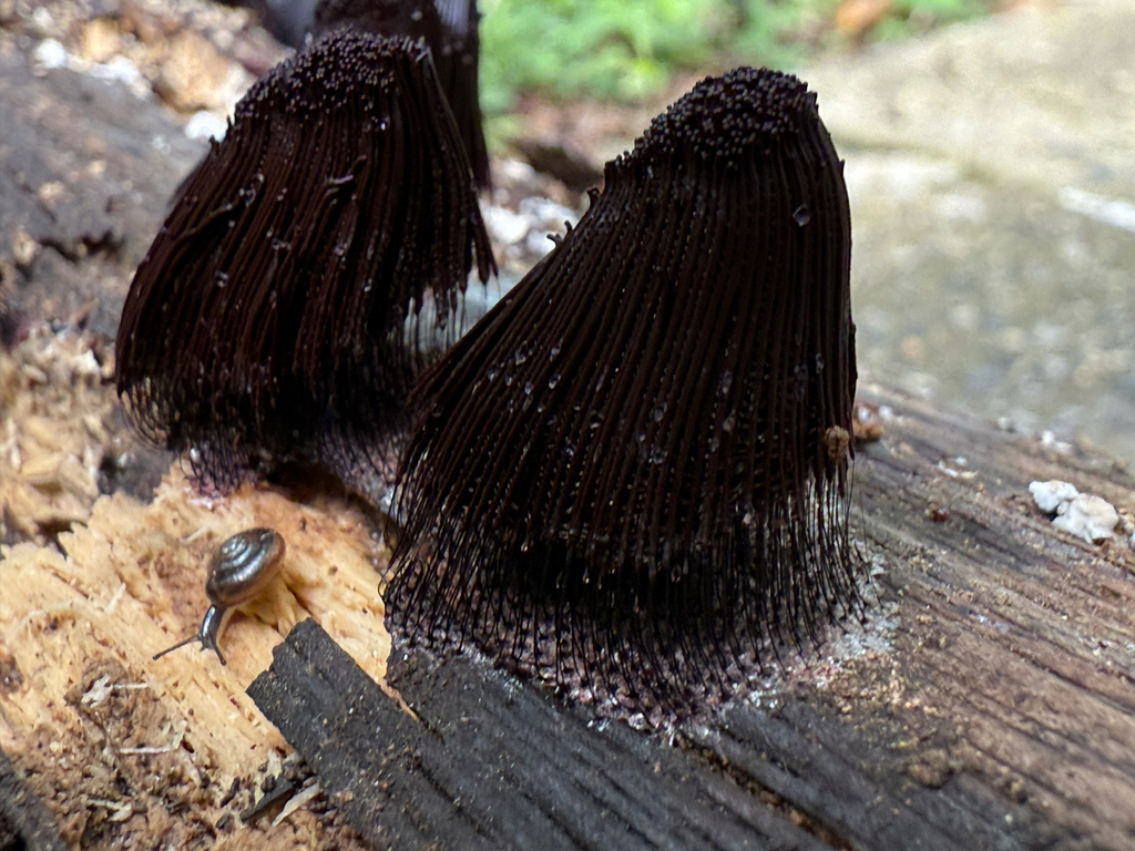 Chocolate Tube Slimes in June 2025 by Lucas Hatcher · iNaturalist