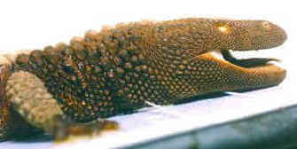 Borneo Earless Monitor on July 16, 1991 by Robert Sprackland. This is ...