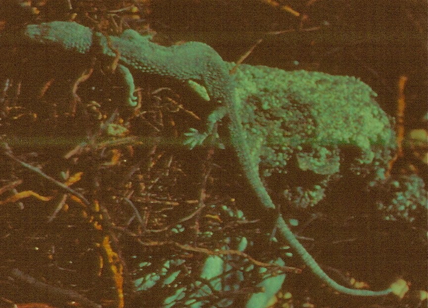 Borneo Earless Monitor in April 1971 by Robert Sprackland. The first ...