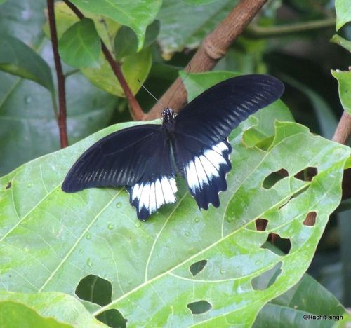 Andaman Mormon (Subspecies Papilio memnon mayo) · iNaturalist