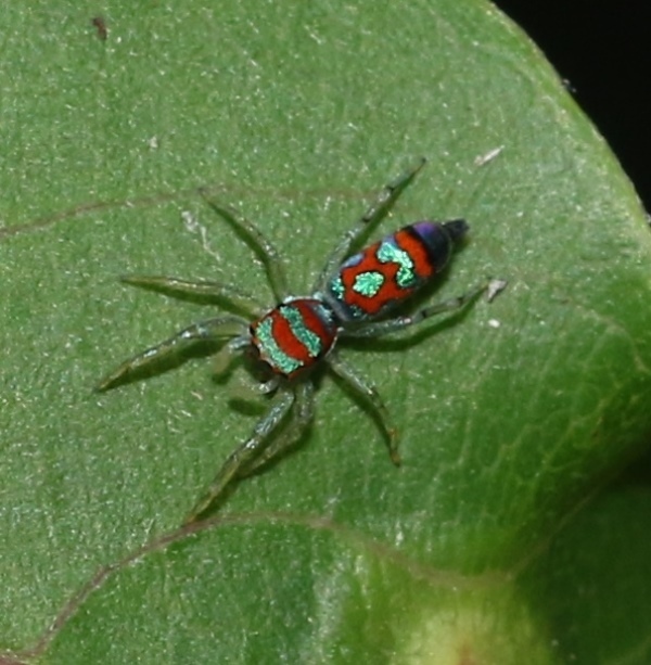 Chrysilla volupe from Sri Lanka on May 28, 2019 at 06:47 AM by Nuwan ...