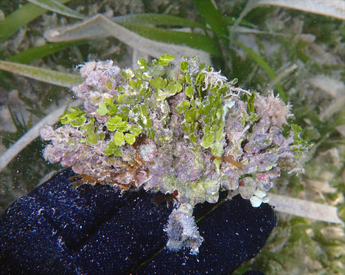(Halimeda simulans)