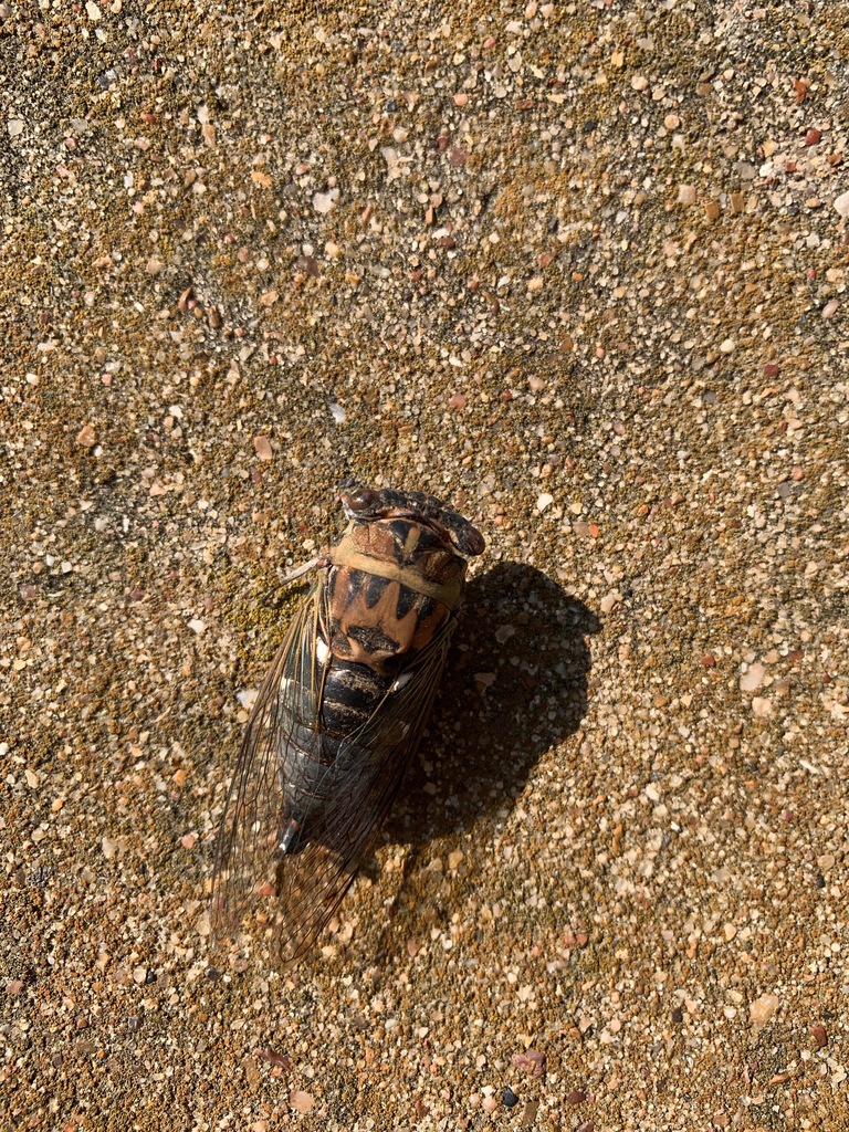 Scissors Grinder Cicada (Field Guide for the Insects of Burleson ...