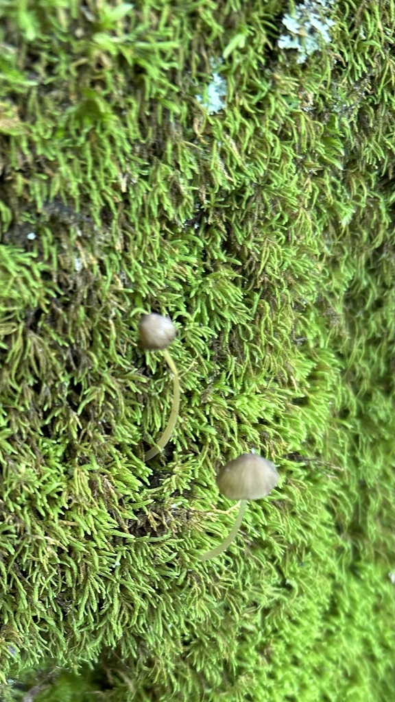 Hydropus from St. Francois State Park, Bonne Terre, MO, US on June 10 ...