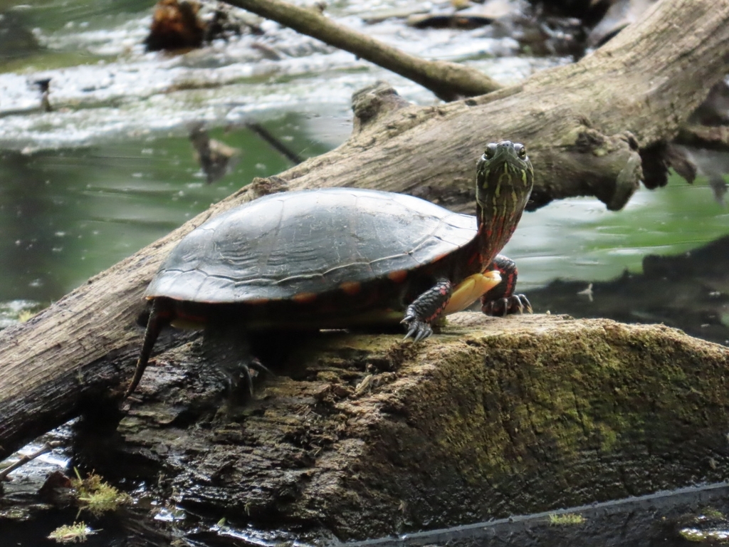Midland Painted Turtle from Toronto, ON M6R, Canada on June 10, 2025 at ...