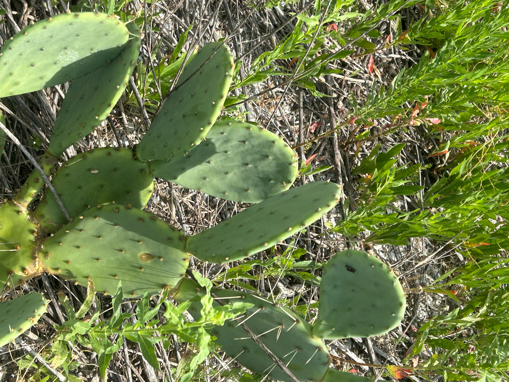 beach prickly pear from Seawolf Pkwy, Galveston, TX, US on June 5, 2025 ...