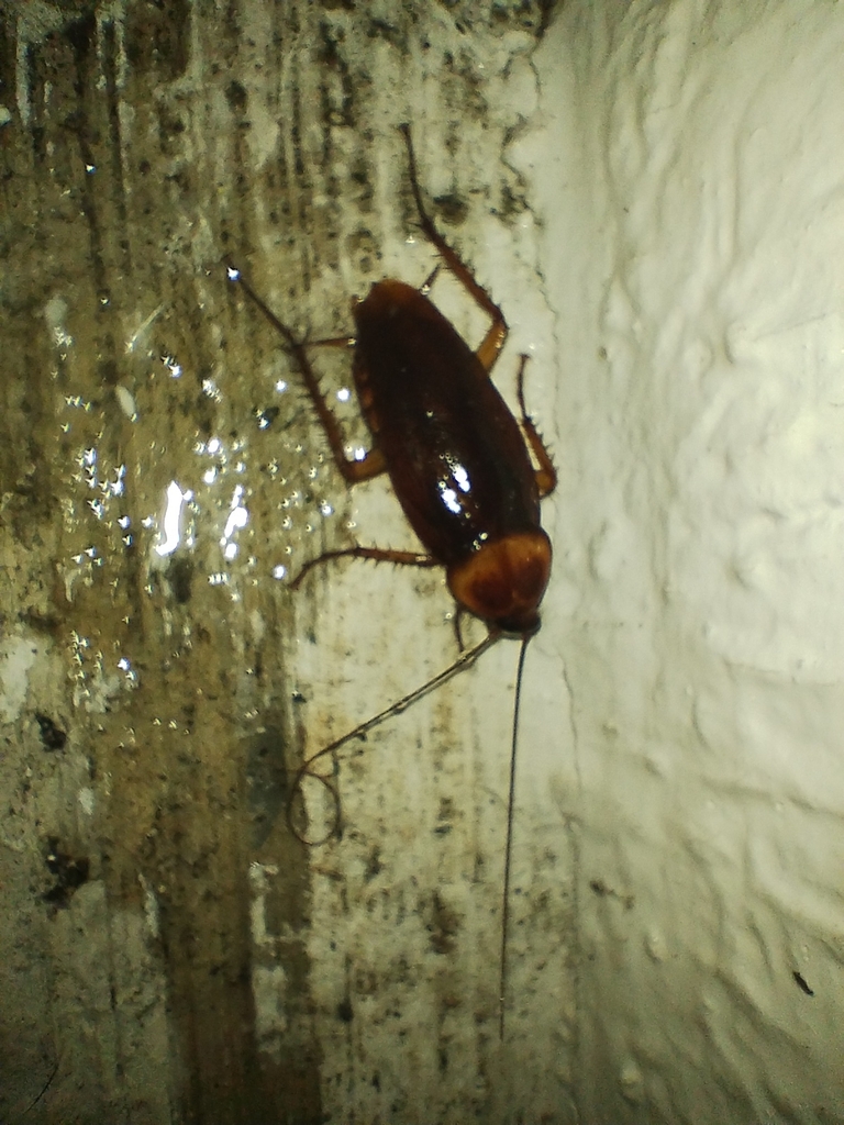 American Cockroach from 77714 Q.R., México on June 11, 2025 at 12:05 AM ...