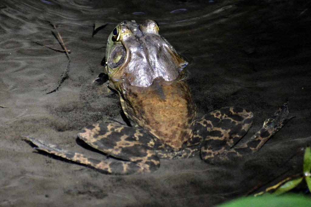 American Bullfrog from Koishikawa Botanical Garden, Bunkyo-Ku, Tokyo ...