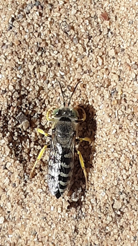 Square-headed Wasps, Sand Wasps, and Allies from Blanding - Visitor ...