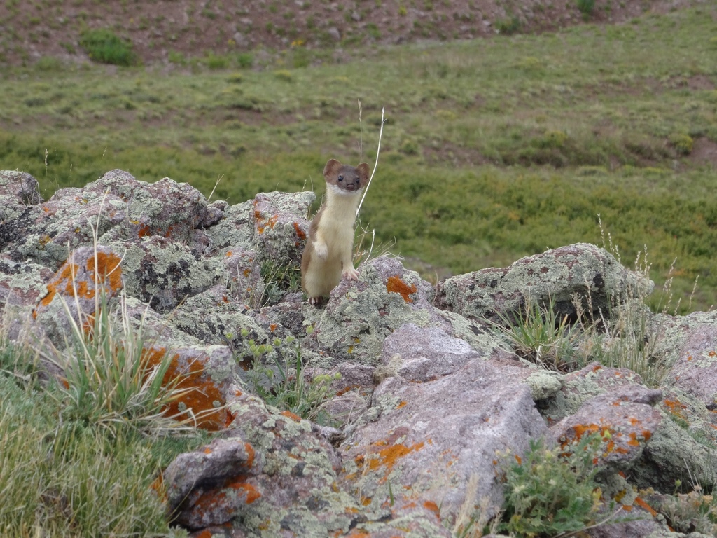 Long-tailed Weasel from Fishlake National Forest, Beaver, UT, US on ...