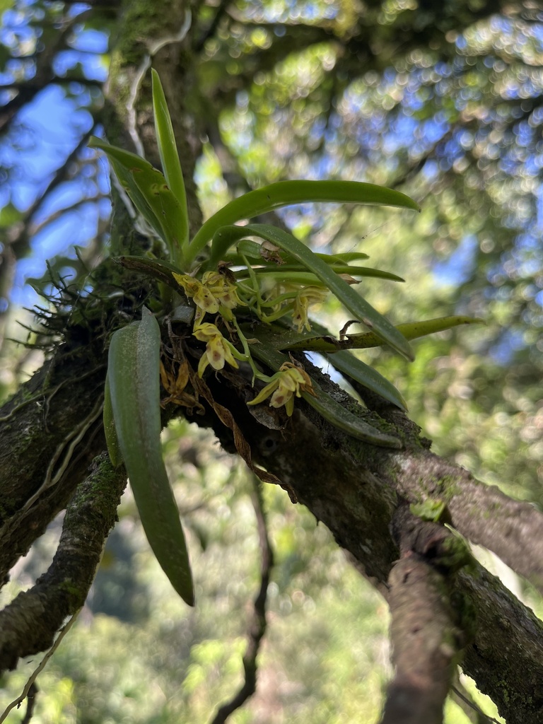 Leochilus johnstonii desde Calcahualco, Ver., MX el 07 de junio de 2025 ...