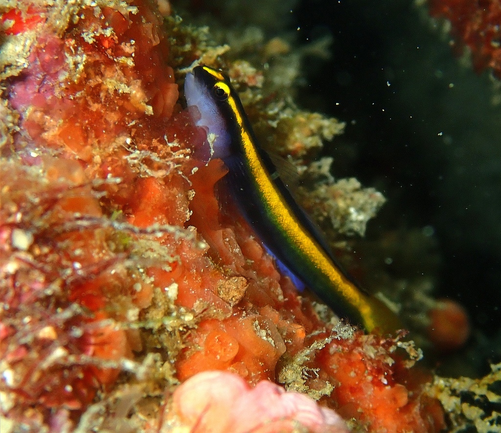 Neon Goby from Brazil on September 1, 2019 at 10:13 AM by Stewart Kirk ...