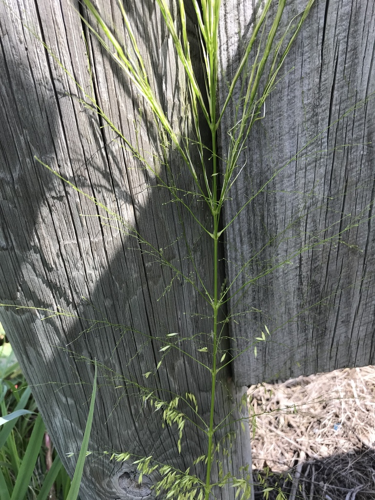 wild rice from Portage Lakes Dr, Akron, OH, US on August 20, 2019 at 12 ...
