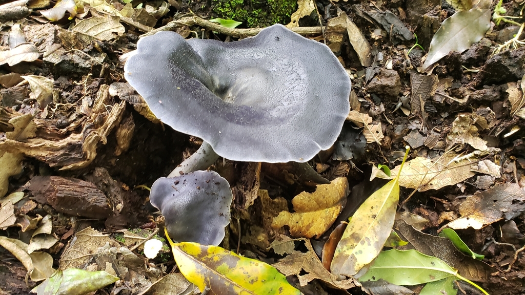 Mexican Blue Jack o' Lantern from Minatitlán Municipality, Colima ...