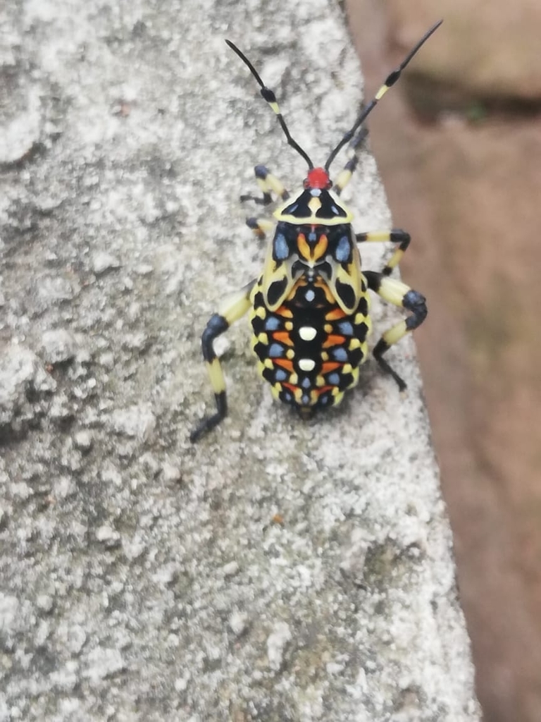 Yellow-spotted Stink Bug on September 20, 2019 at 04:03 PM by Eduin ...