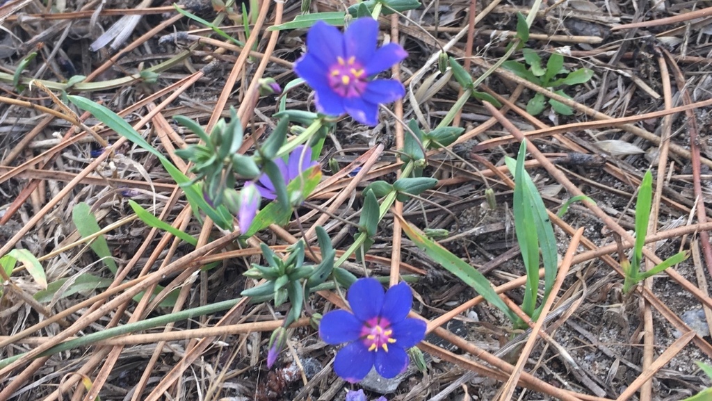 Flax-leaved Blue Pimpernel from Darque, Viana do Castelo, Viana do ...