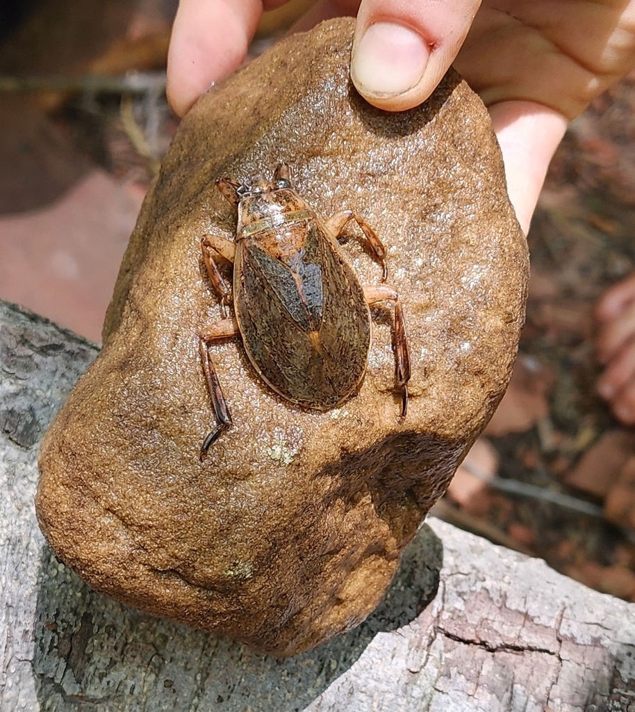 Giant Water Bugs from Oak Creek Canyon, AZ 86336, USA on June 11, 2025 ...