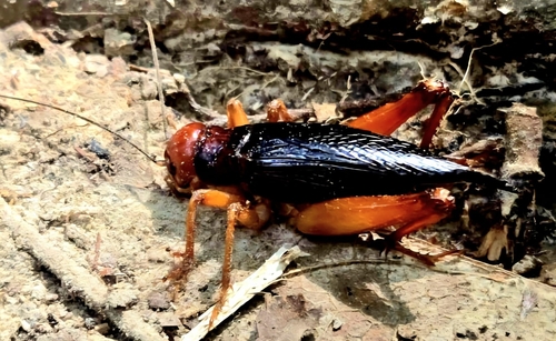 Macrogryllus bicolor · iNaturalist