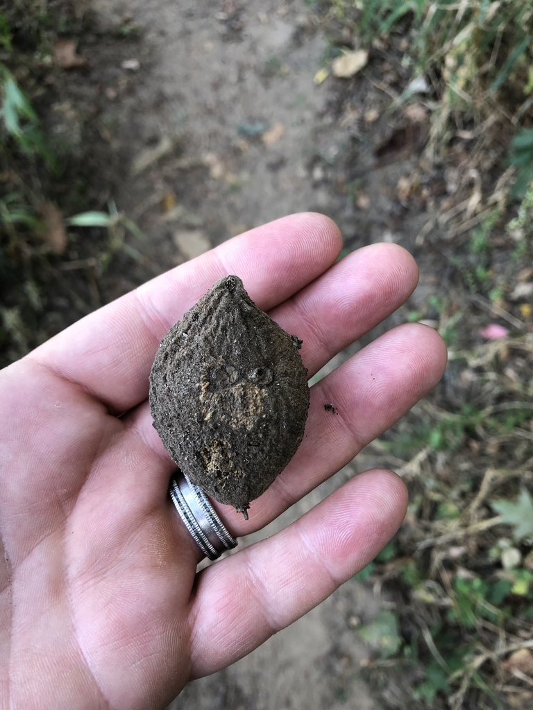 Butternut from George Washington Memorial Pkwy N, Mc Lean, VA, US on ...