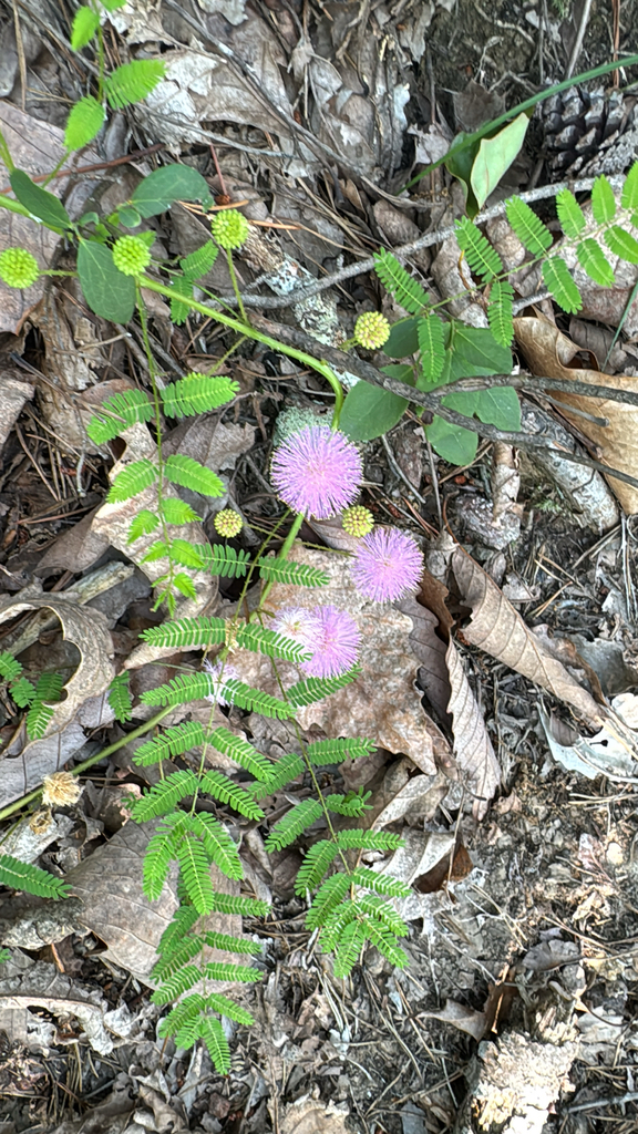 littleleaf sensitive-briar from Greenville, SC, US on June 11, 2025 at ...