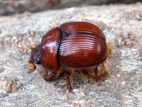 Genus Bolbohamatum · iNaturalist