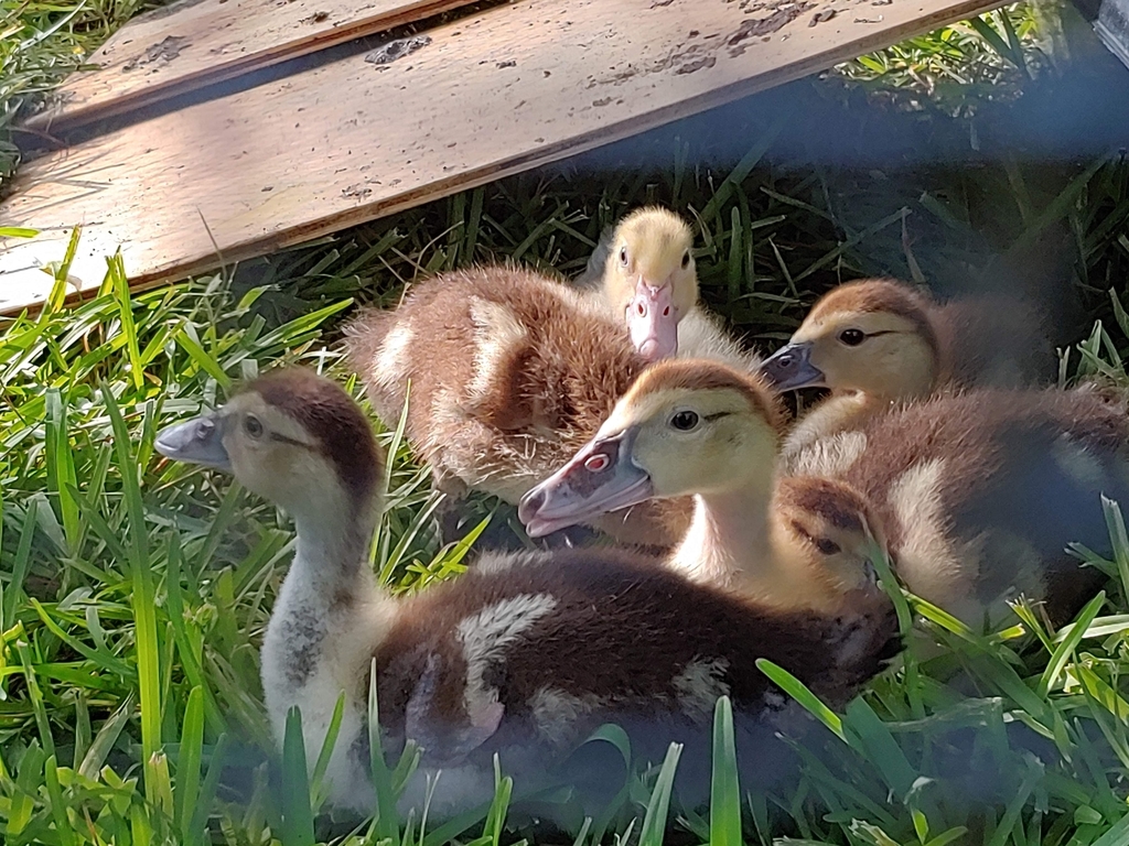 Ducks, Geese, and Swans from Champions East, TX 77069, USA on August 22 ...