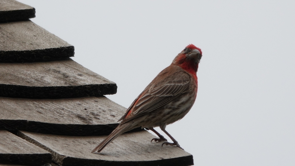 House Finch from Glyndon, MN 56547, USA on June 12, 2025 at 09:59 AM by ...