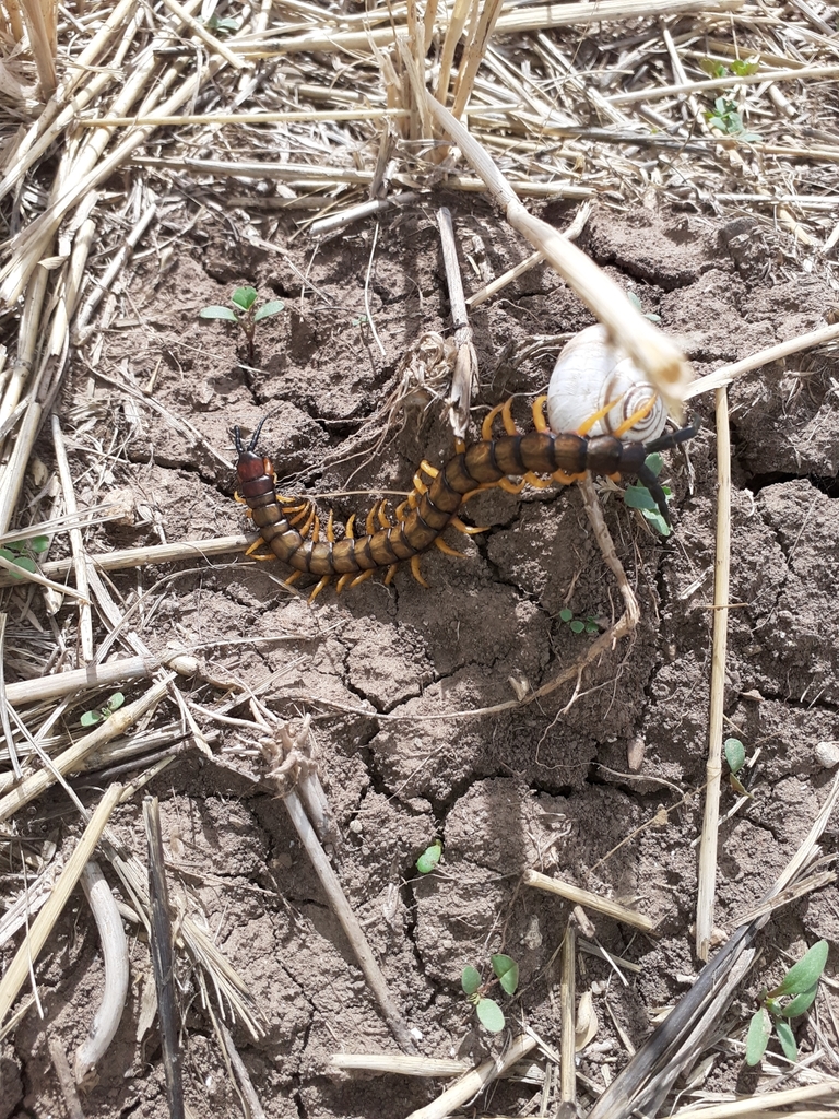 Mediterranean Banded Centipede from Oued Taga, Algérie on September 21 ...