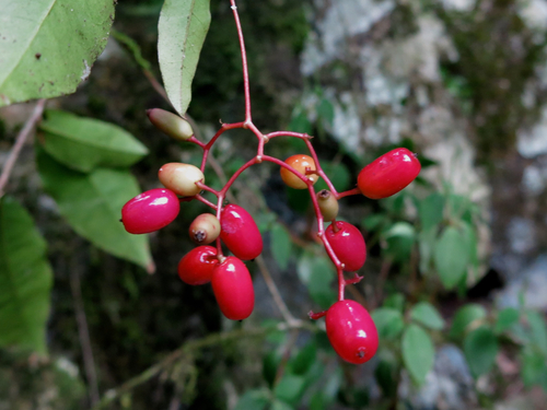 Genus Chione · iNaturalist