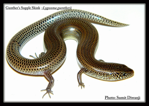 Günther's Writhing Skink (Lygosoma guentheri) · iNaturalist