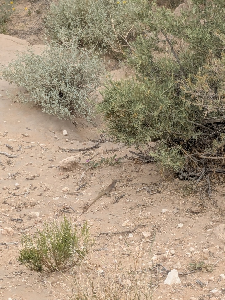 Marbled Whiptail in June 2025 by Noah Krivi · iNaturalist