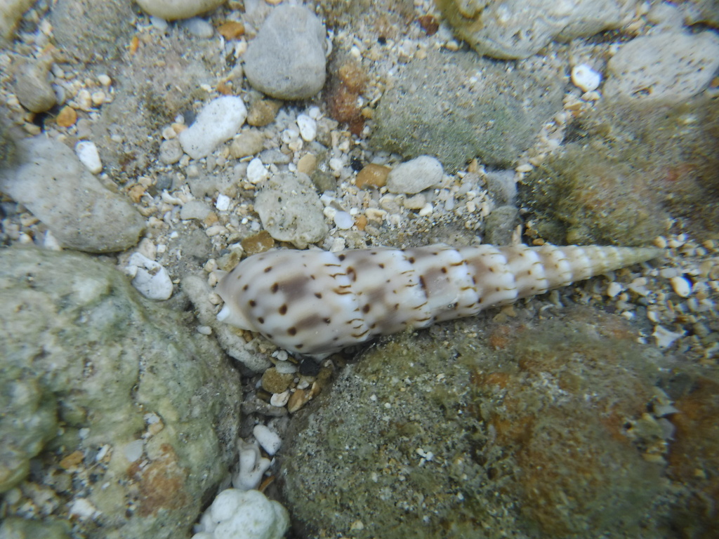 Crenulated Auger from North Pacific Ocean, HI, US on June 12, 2025 at ...