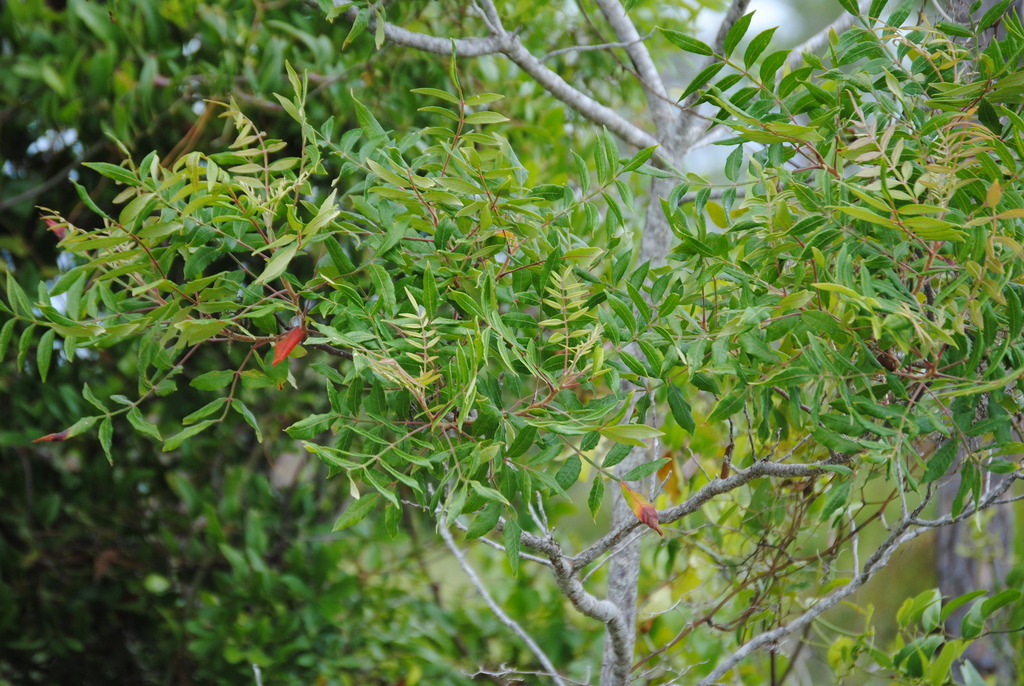 shining sumac from Gulf Breeze, FL, USA on June 4, 2025 at 12:05 PM by ...