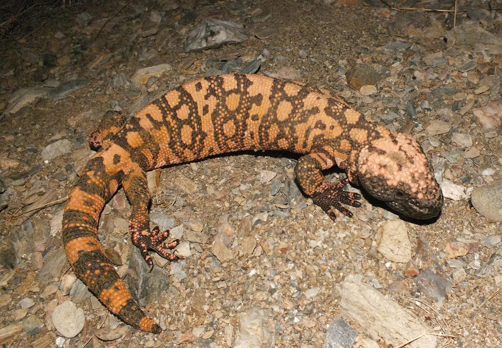 Banded Gila Monster in August 2011 by Tony Gerard · iNaturalist