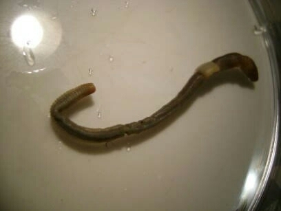 Dendrobaena madeirensis · iNaturalist