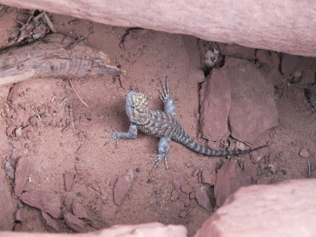 Desert Spiny Lizard from Monument Valley, Utah, U.S.A. on August 30 ...