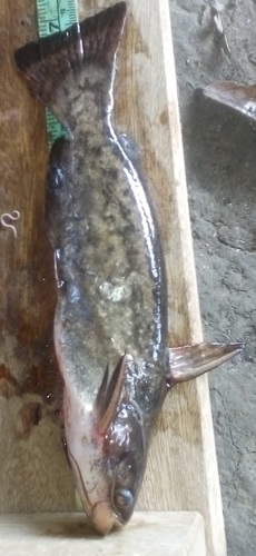 Banjo Catfishes (Family Aspredinidae) · iNaturalist