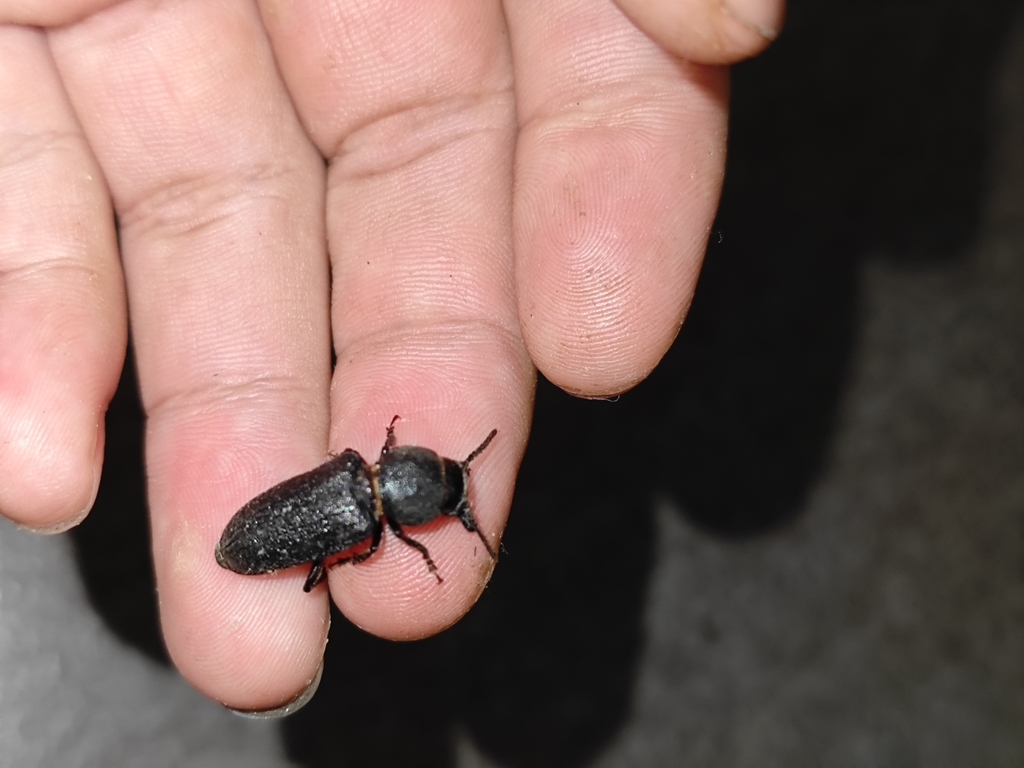 Black Longicorn Beetle from 浙江省杭州市拱墅区浅水湾城市花园 on June 14, 2025 at 12:46 ...