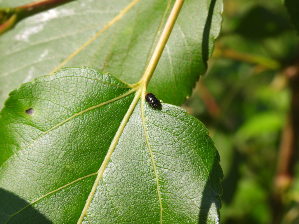 Beetles from Simcoe County, ON, Canada on June 12, 2025 at 10:52 AM by ...
