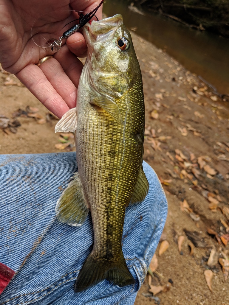 Alabama Bass from Lee County, AL, USA on September 21, 2019 at 12:04 PM ...