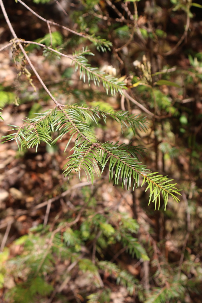 Durango fir from San Dimas, Dgo., México on June 11, 2025 at 09:52 AM ...