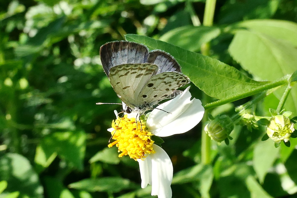 Common Hedge Blue from 香港青衣 on September 20, 2019 at 08:06 AM by K W ...