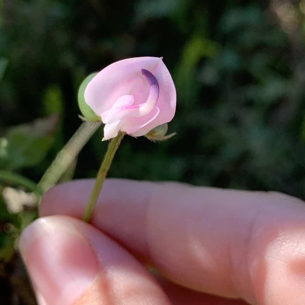 trailing fuzzy-bean from 12th Street Ext, Cayce, SC, US on September 21 ...