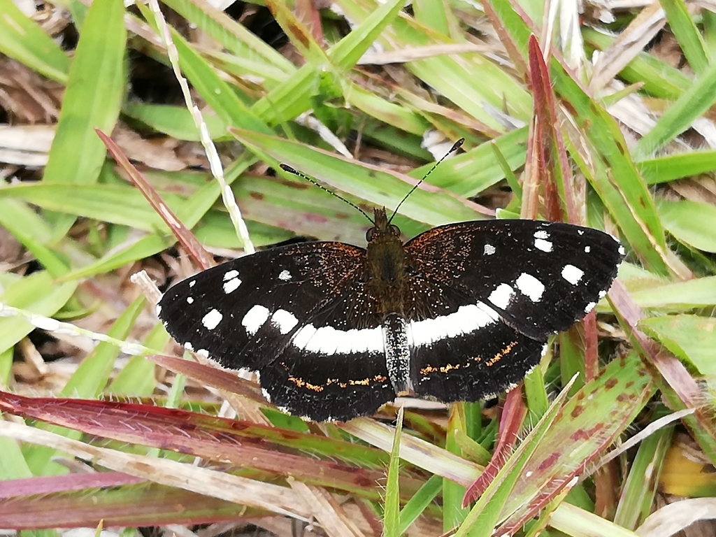 Checkerspots in September 2019 by llimi sanchez · iNaturalist