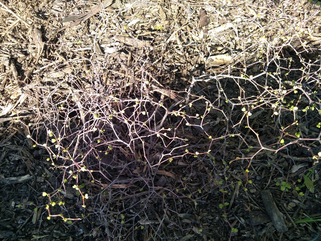 Shrubby tororaro in September 2019 by scottybmoore · iNaturalist