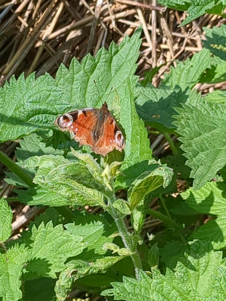 European Peacock Butterfly from Cothill House, Cothill, Abingdon OX13 ...